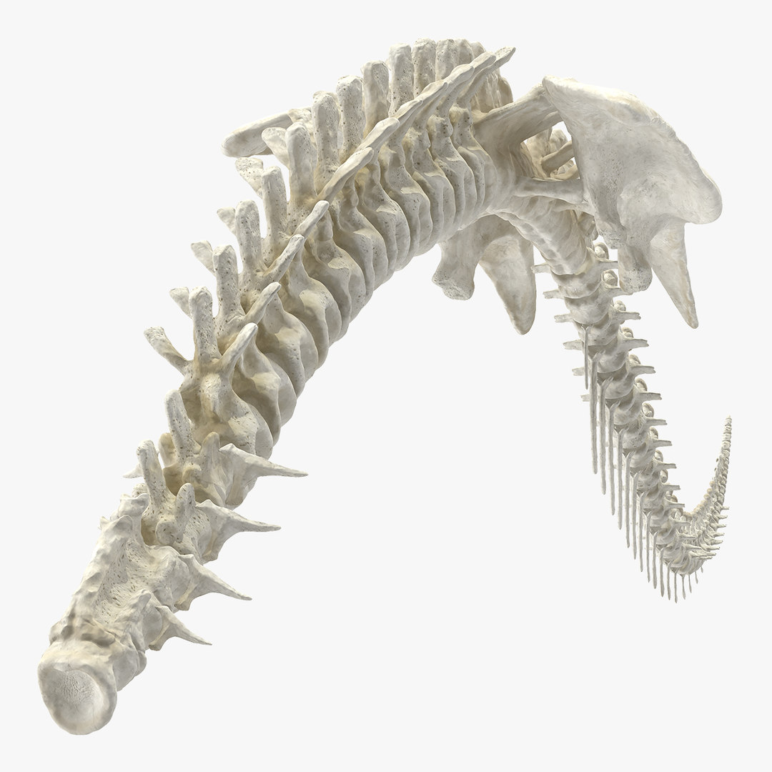 Dinosaur Spinal Cord Modelo 3D - TurboSquid 1505251