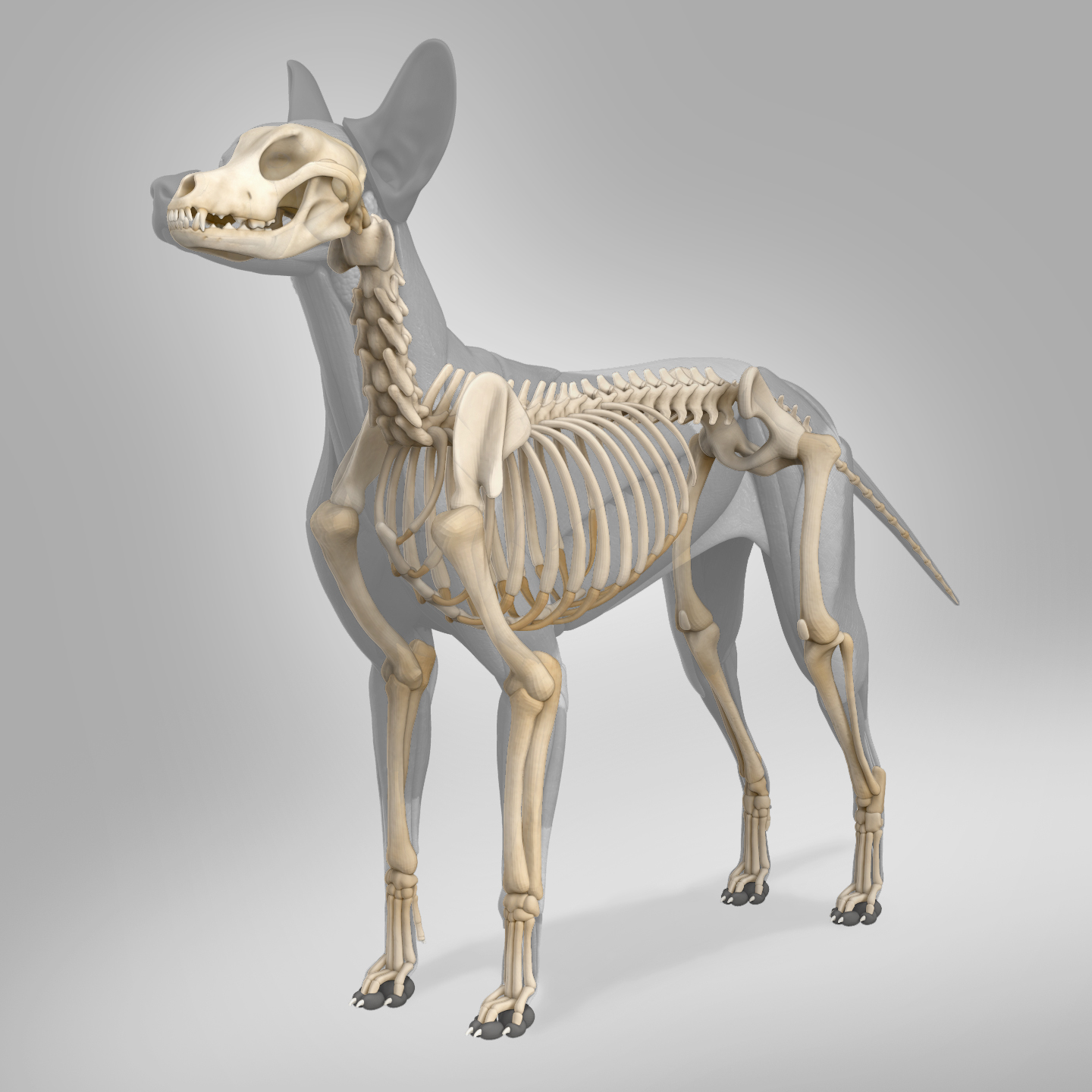 modelo 3d Anatomía y esqueleto del perro sin pelo mexicano - TurboSquid ...