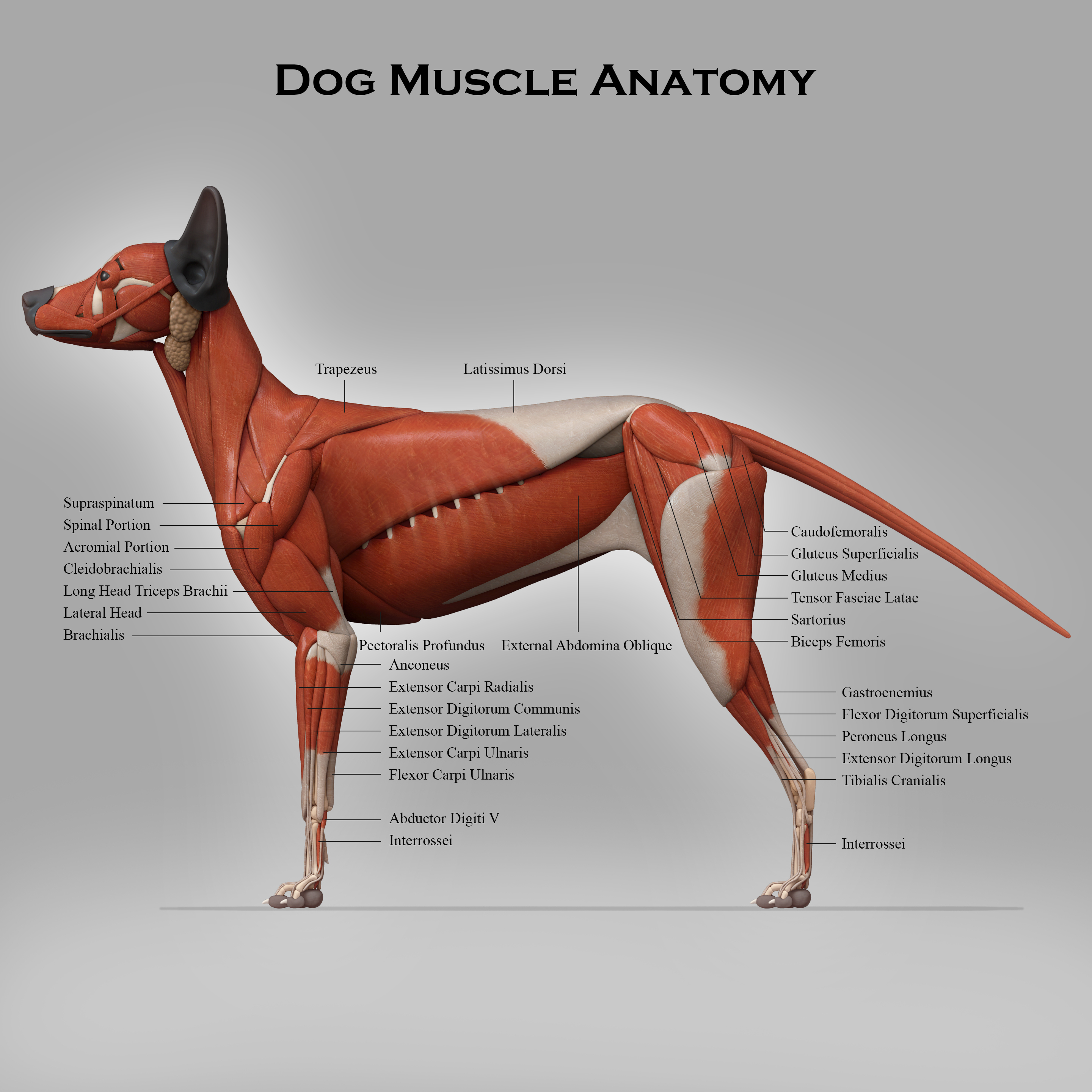 Anatomia do músculo do cão Modelo 3D - TurboSquid 1505413