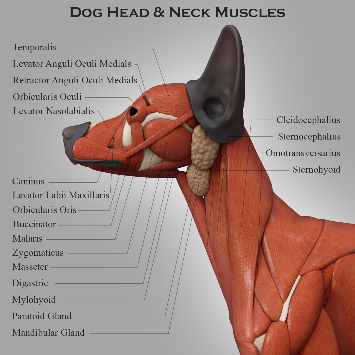 Anatomia do músculo do cão Modelo 3D - TurboSquid 1505413