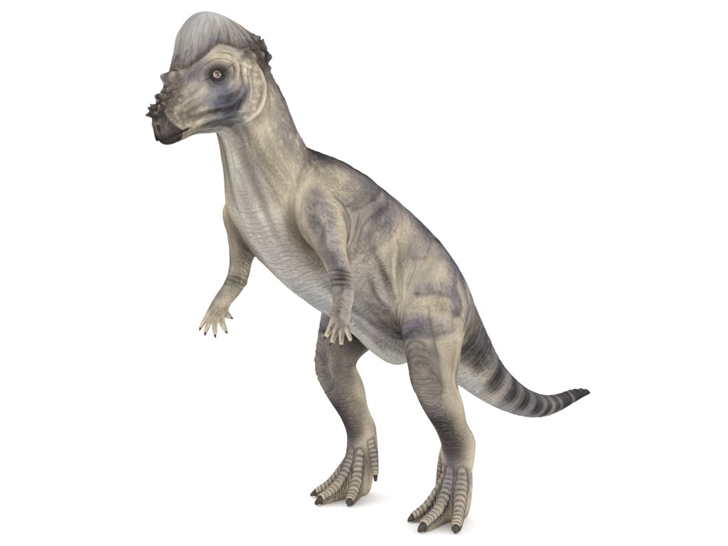 Pachycephalosaurus Model 3D - TurboSquid 1505594
