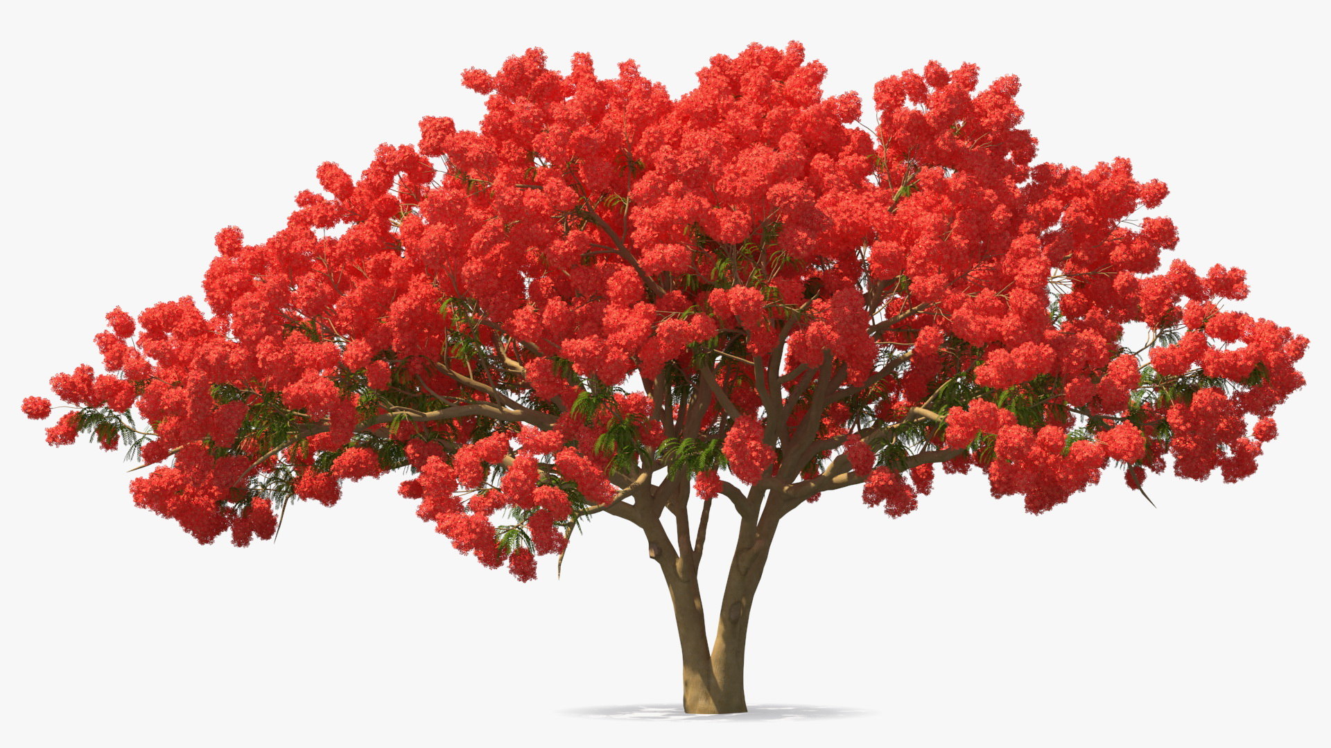 Delonix regia tree 3D model - TurboSquid 1505953
