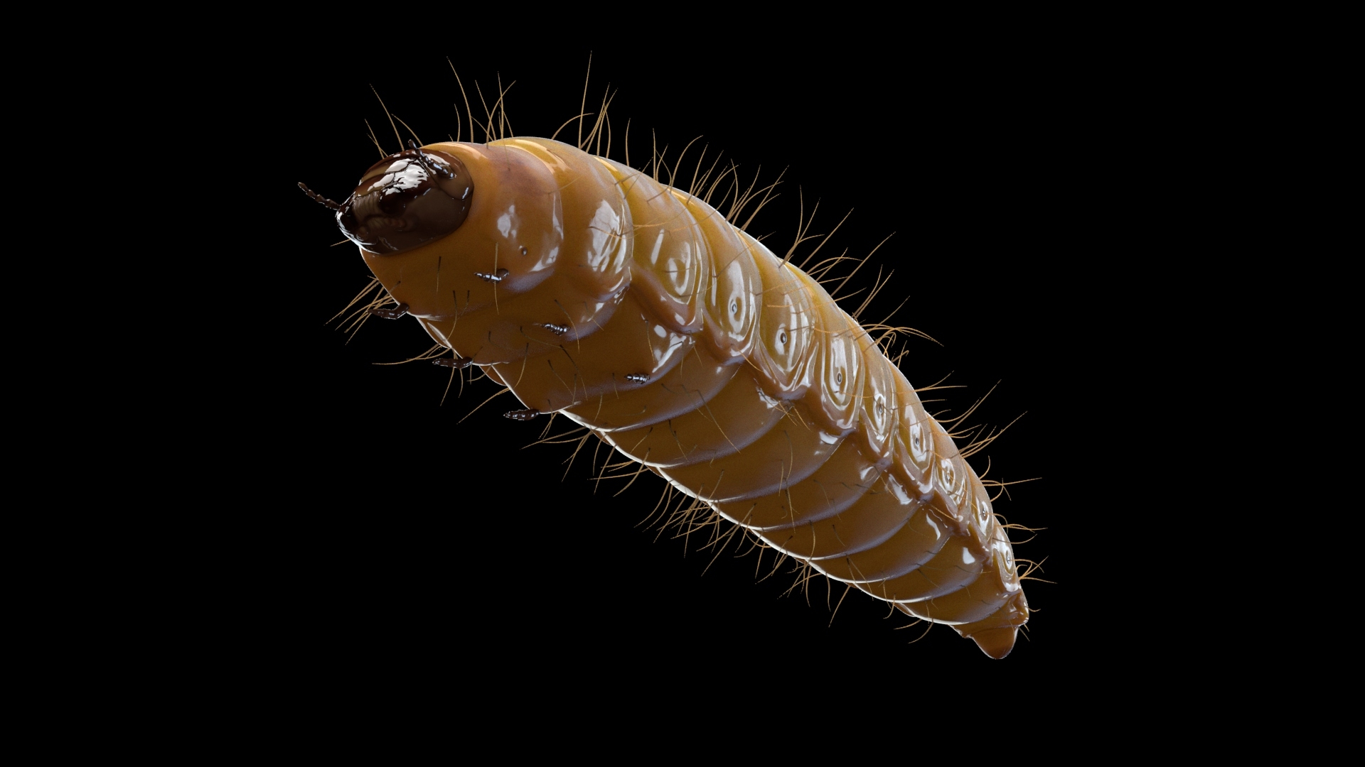 3D model realistic maggot - TurboSquid 1506111