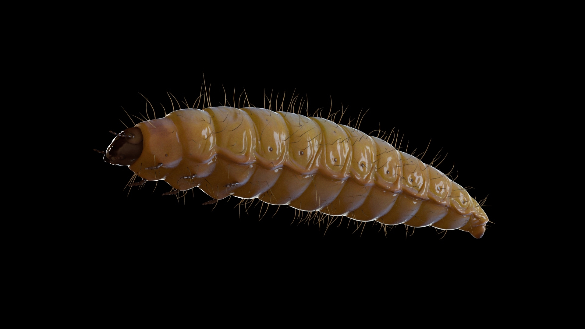 3D model realistic maggot - TurboSquid 1506111