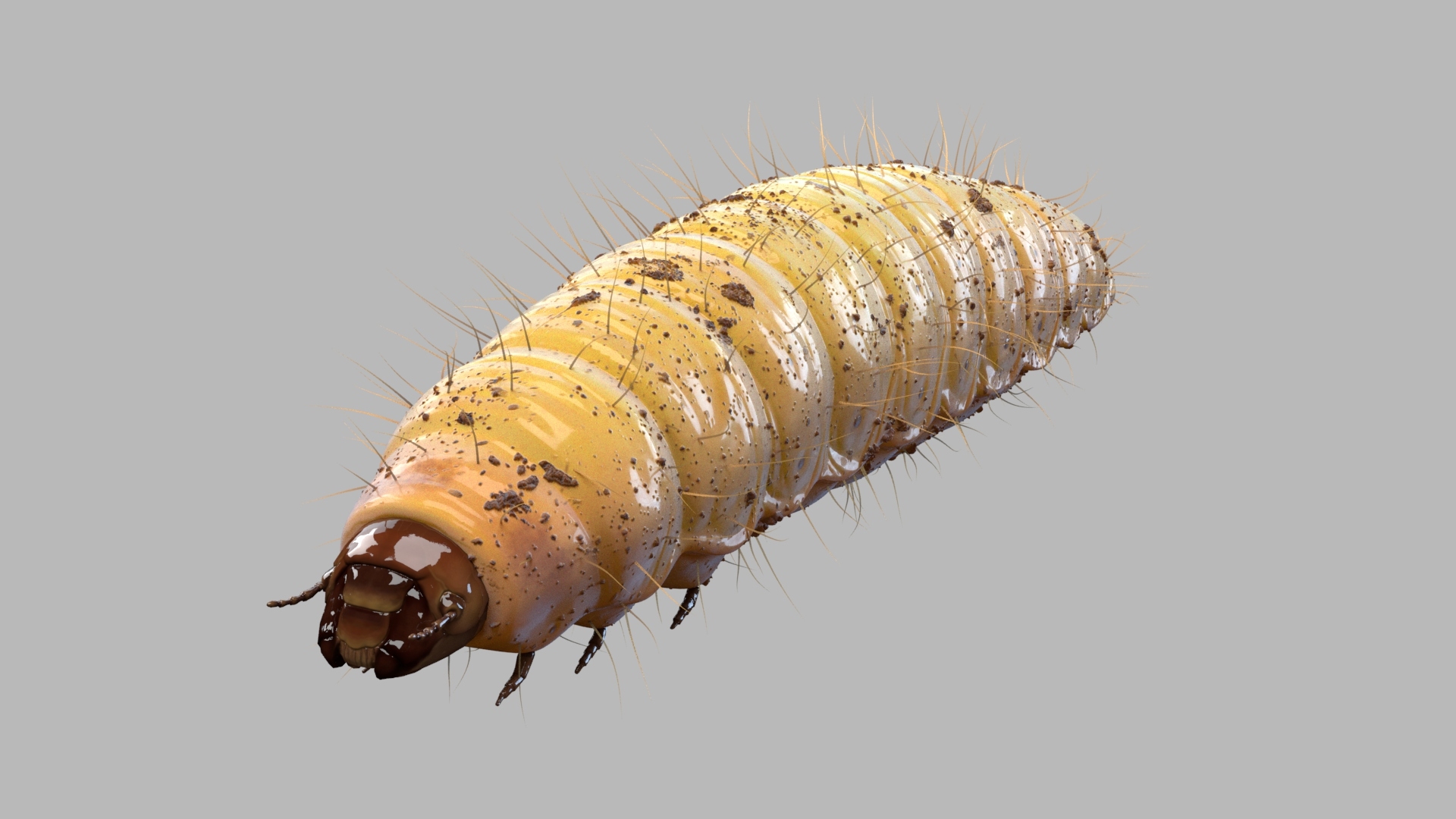 3D model realistic maggot - TurboSquid 1506111