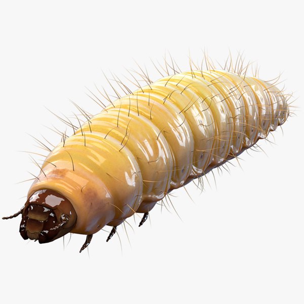 3D model realistic maggot - TurboSquid 1506111
