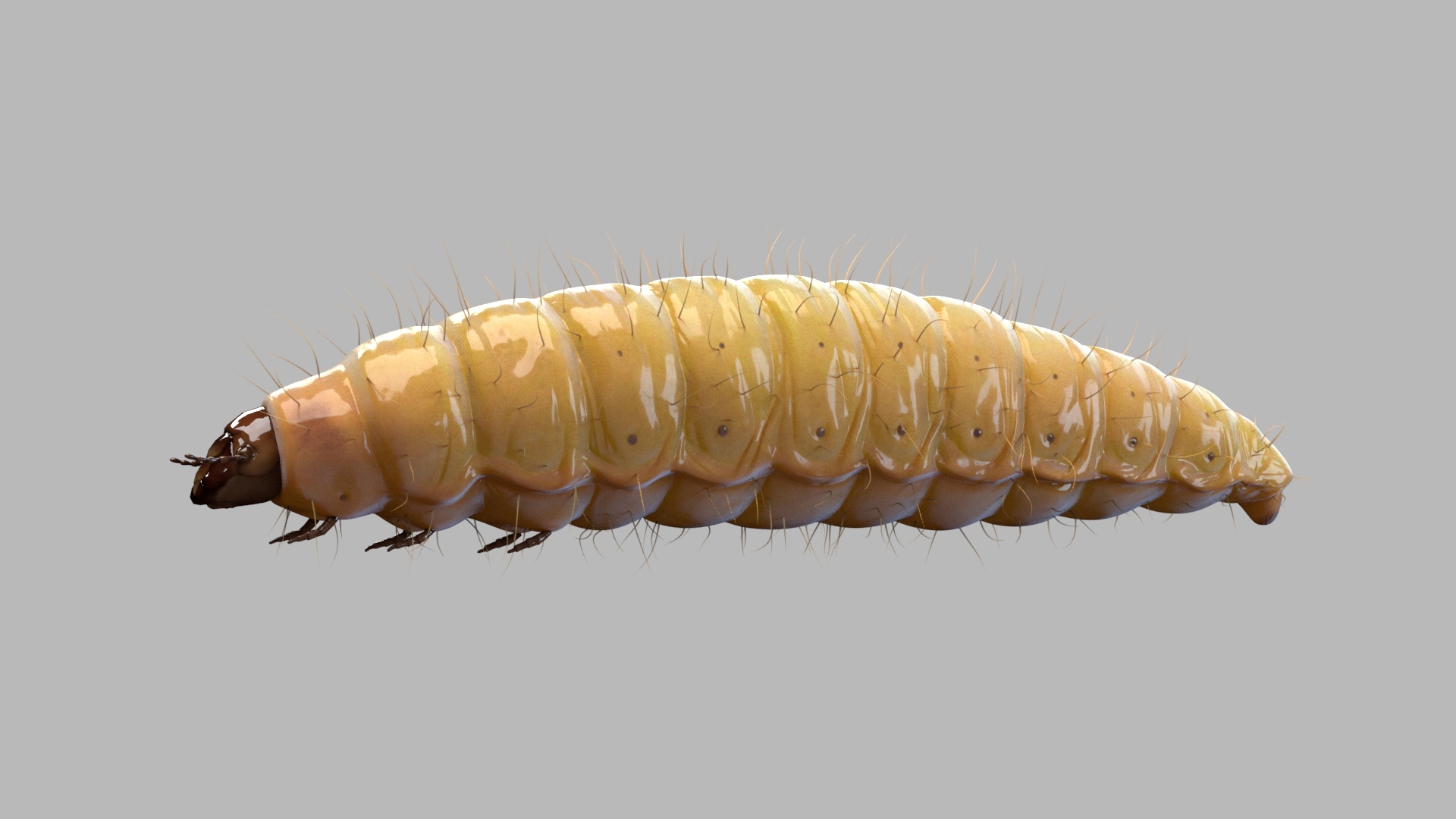 3D model realistic maggot - TurboSquid 1506111