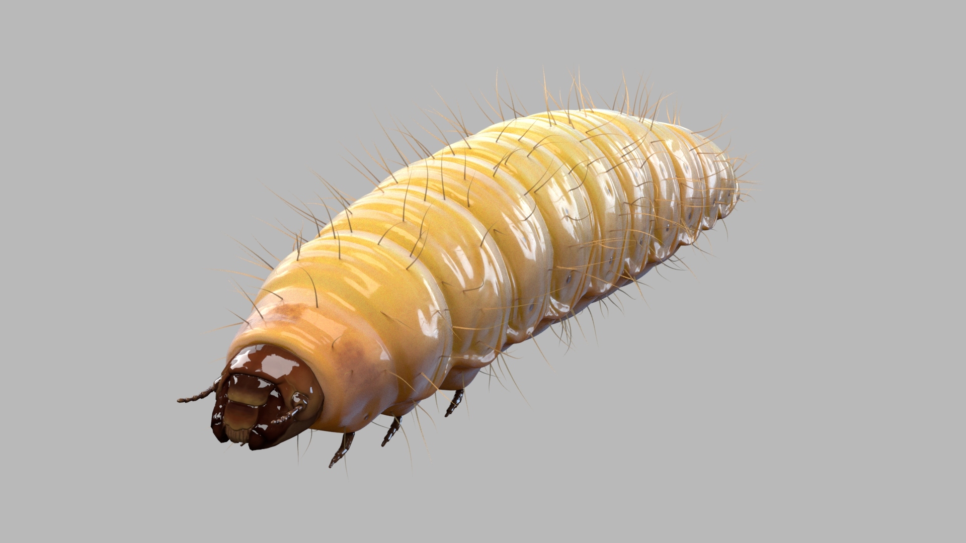 3D model realistic maggot - TurboSquid 1506111