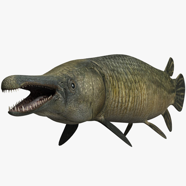 modèle 3D de Alligator Gar - TurboSquid 1506235
