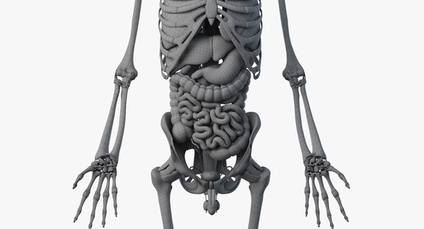 3D skin obese male skeleton model - TurboSquid 1508784