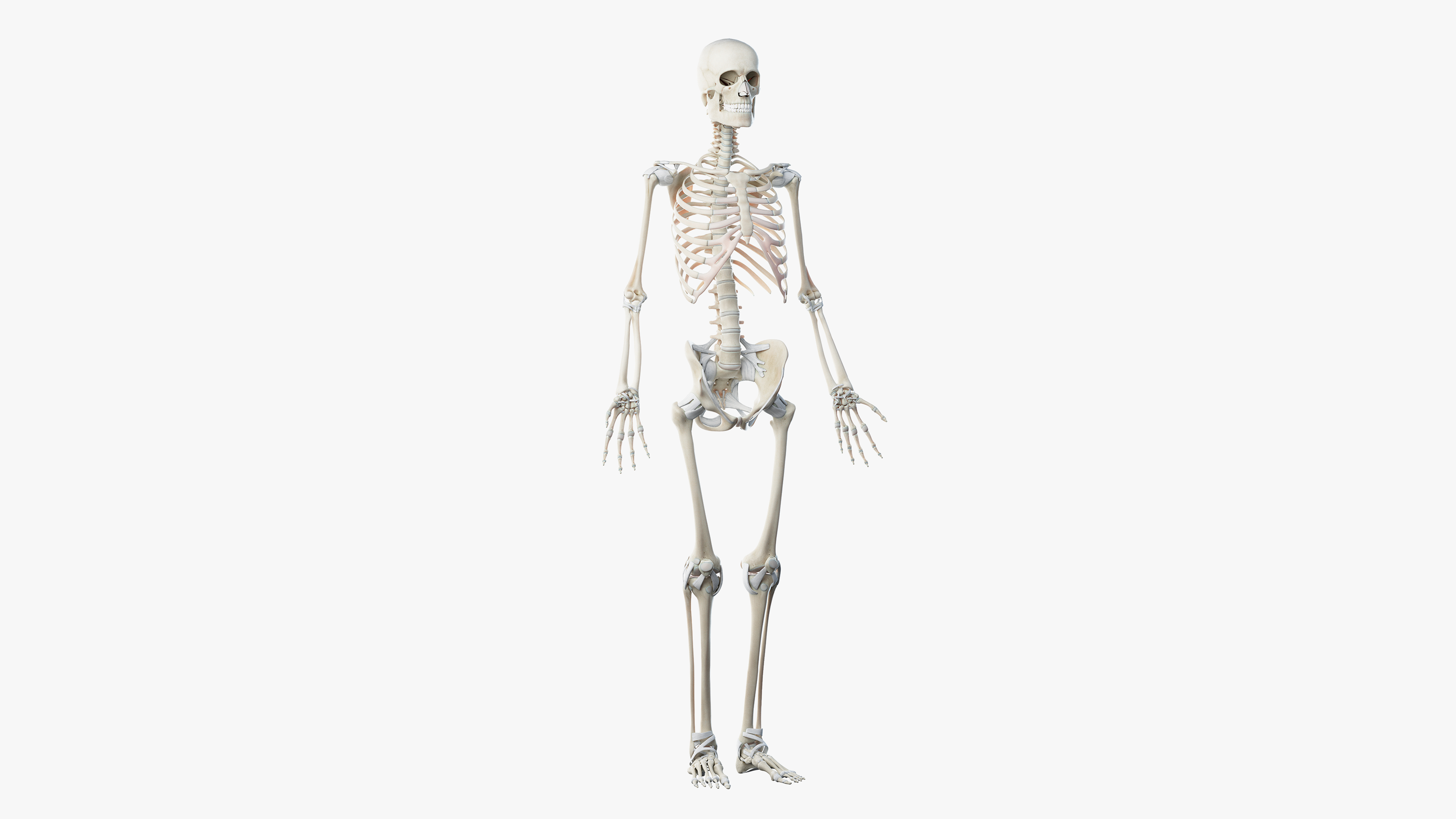 3D skin obese male skeleton model - TurboSquid 1508689