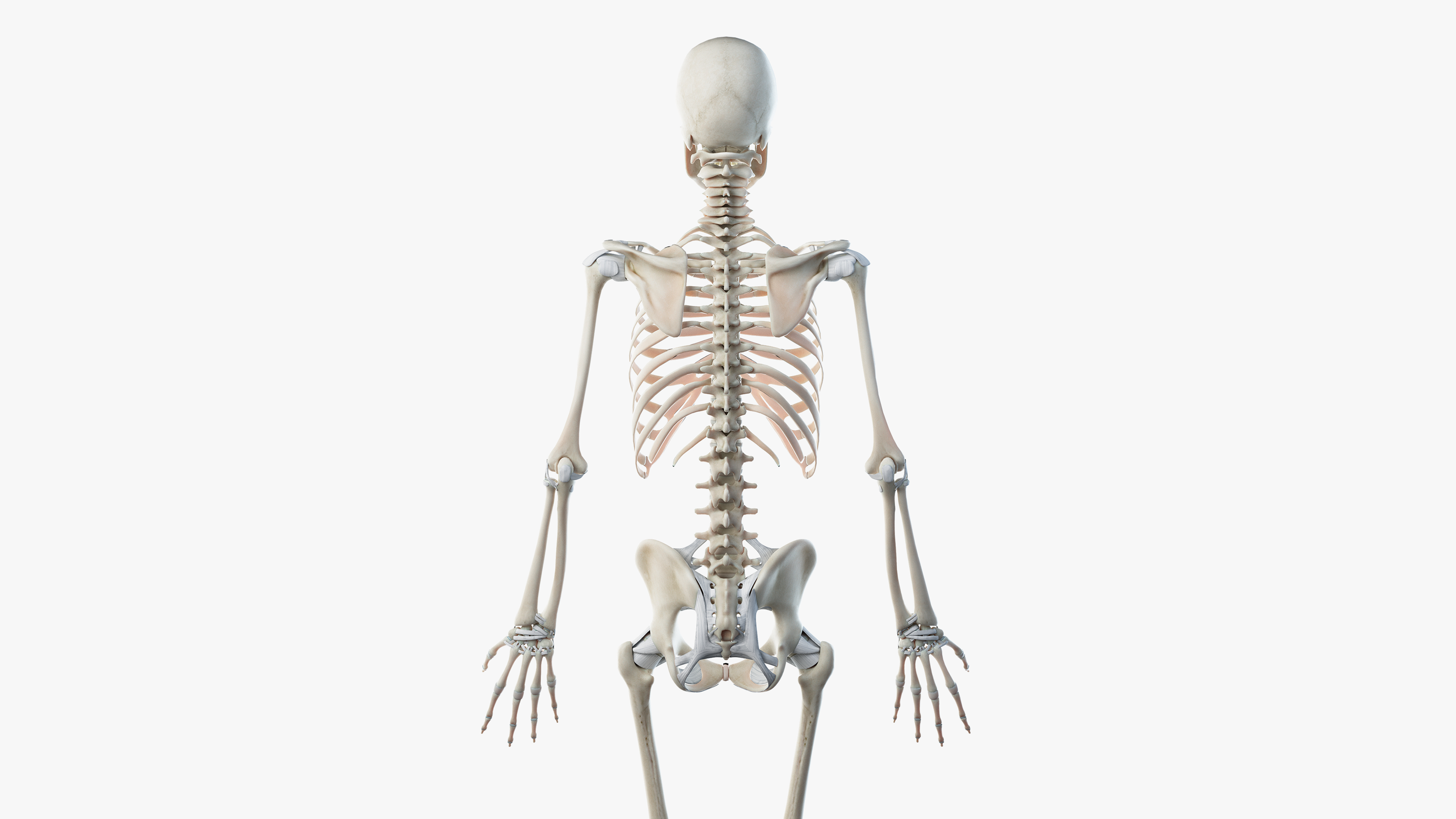 3D skin obese male skeleton model - TurboSquid 1508704