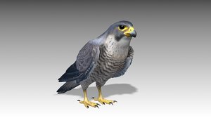 3D Falcon Models | TurboSquid
