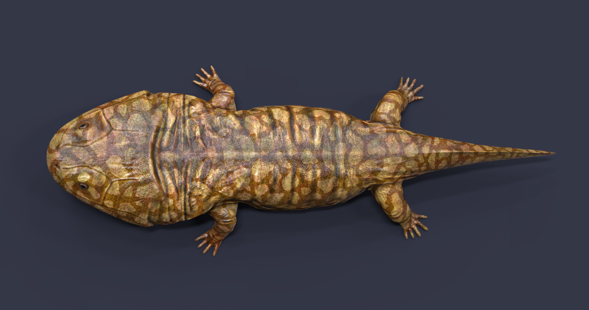 Modello 3D Siderops kehli - TurboSquid 1502195