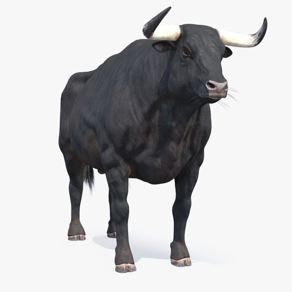 Bull 3D Models for Download | TurboSquid