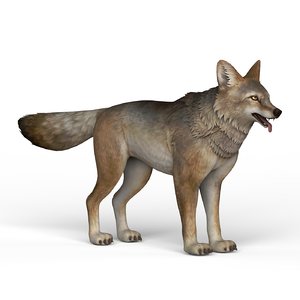 Blender Wolf Models | TurboSquid