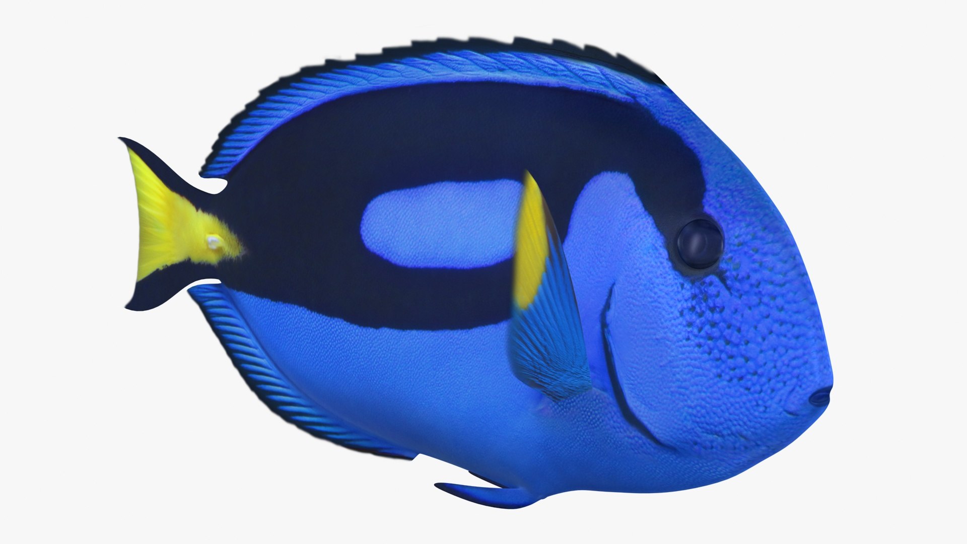 Blue tang animation 3D - TurboSquid 1503702