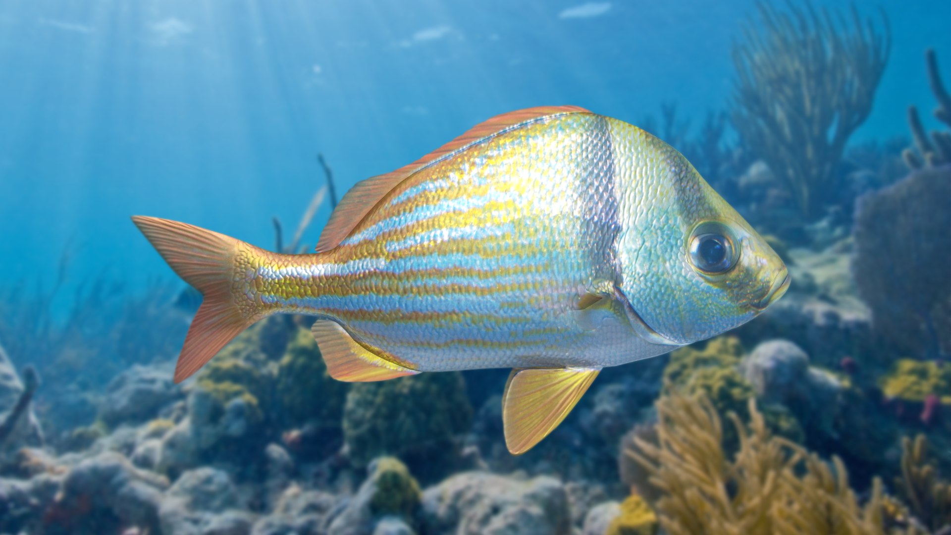 3D porkfish pbr - TurboSquid 1508516