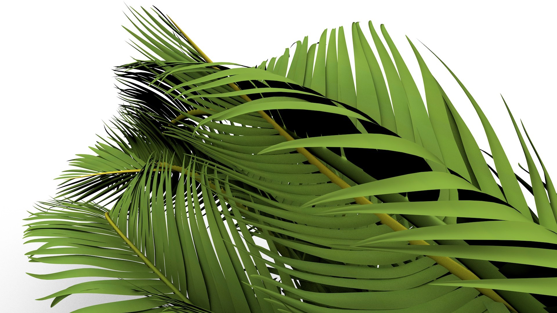 Palm leaves 3D model - TurboSquid 1508600