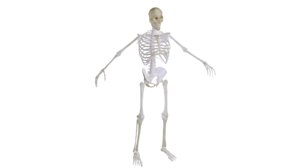 Human Skeleton Blender Models for Download | TurboSquid