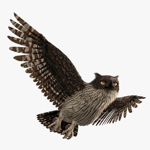 Owl 3D Models for Download | TurboSquid