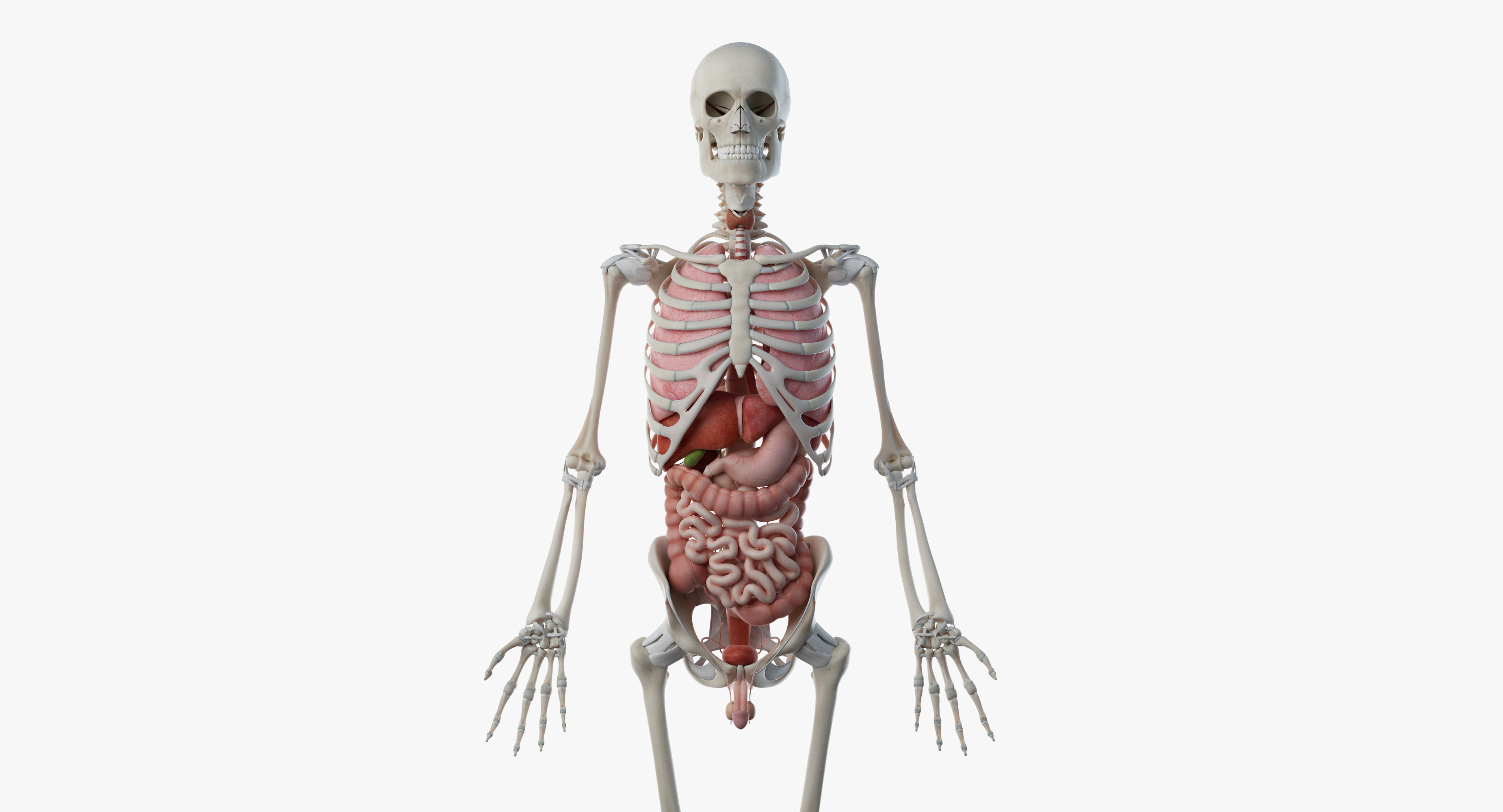 Pele, esqueleto e órgãos obesos masculinos Modelo 3D - TurboSquid 1510137