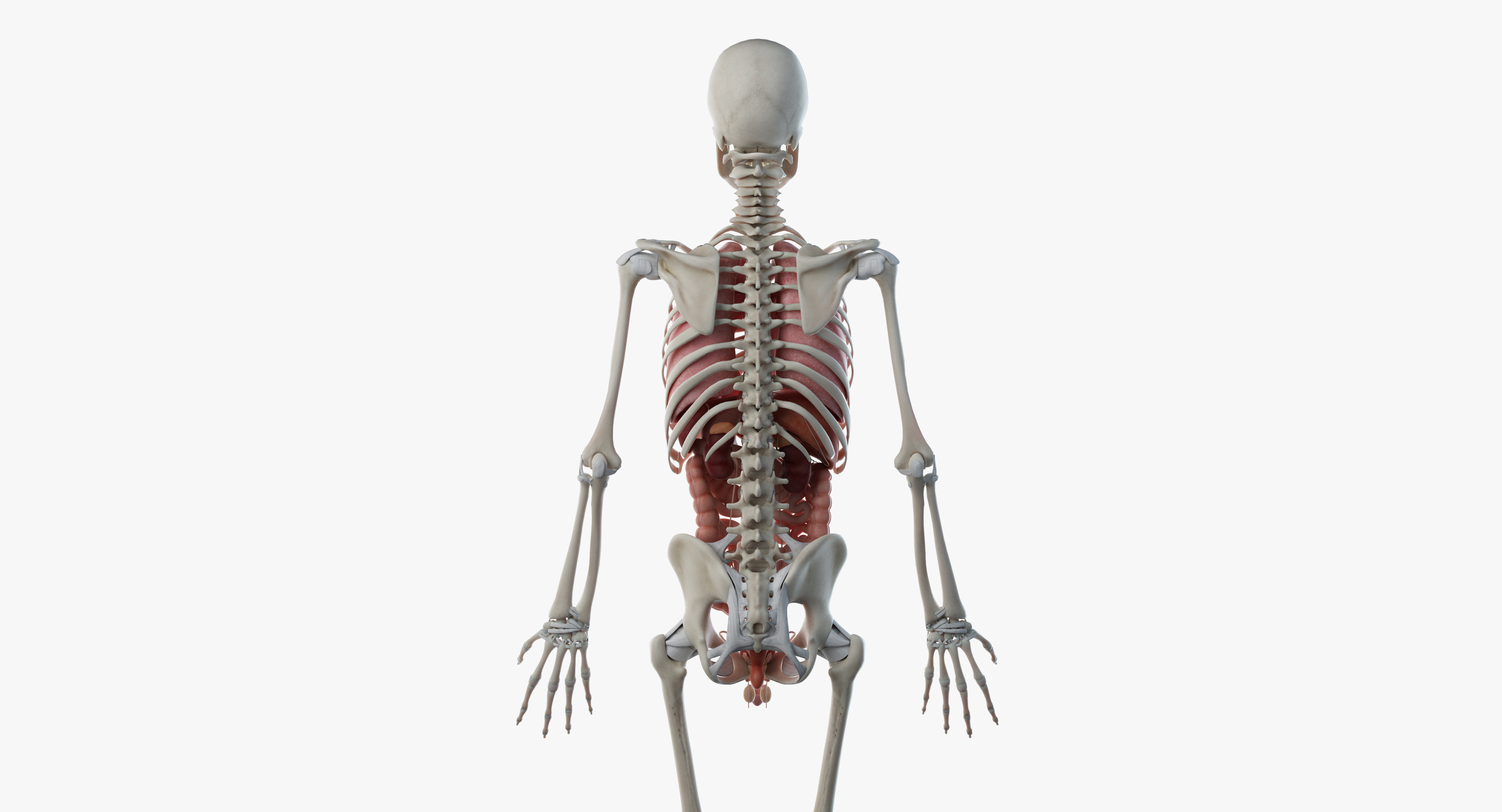 Pele, esqueleto e órgãos obesos masculinos Modelo 3D - TurboSquid 1510137