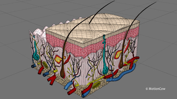 cross sectional human skin 3d model