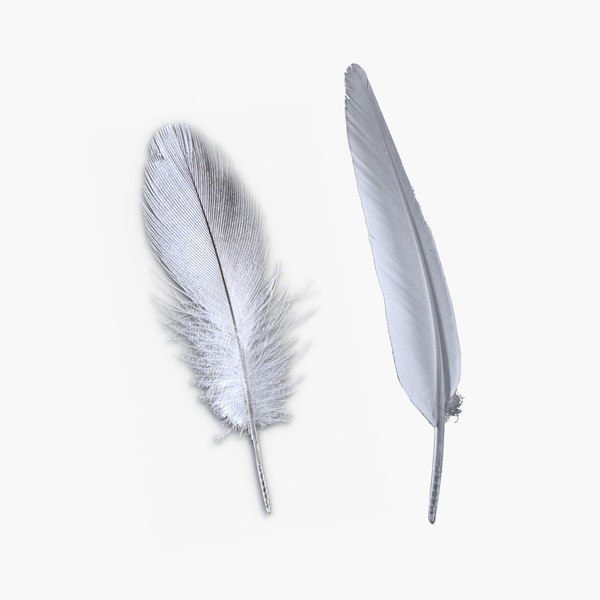 Free 3D Feather Models | TurboSquid