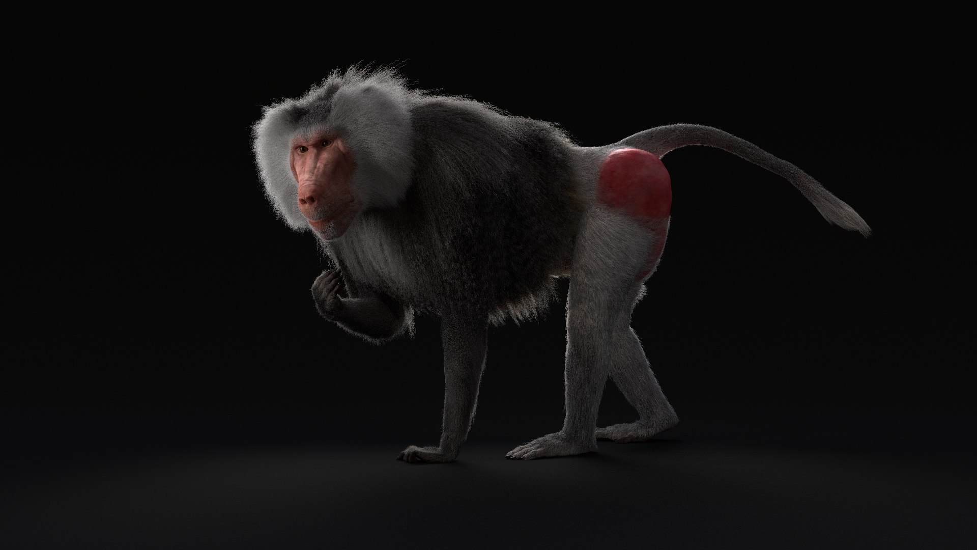 3D realistic rigged baboon animation model - TurboSquid 1510462