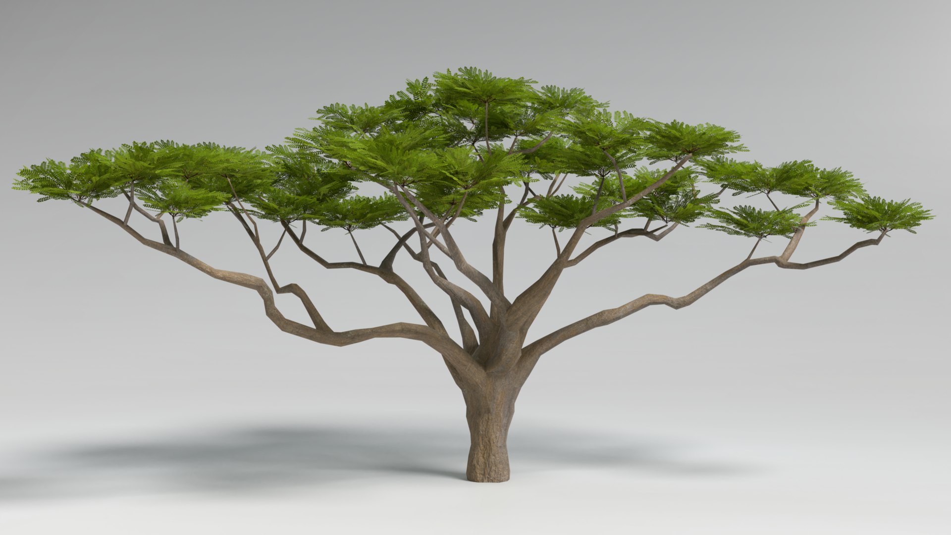 Acacia tree polys 3D - TurboSquid 1510499