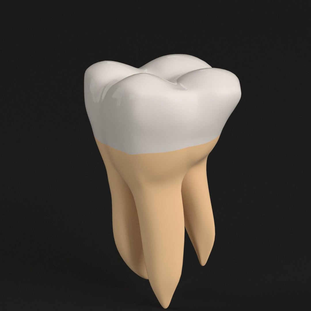 Modello 3D Dente molare umano stilizzato - TurboSquid 1374185