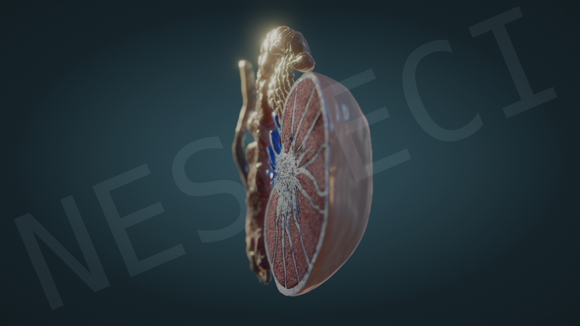 Section testis epididymis ready 3D model - TurboSquid 1510617