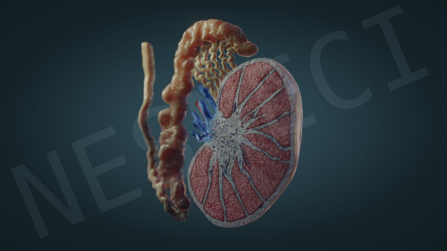 Section testis epididymis ready 3D model - TurboSquid 1510617
