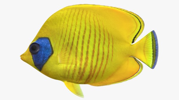 3D saltwater fish 2 model - TurboSquid 1510777