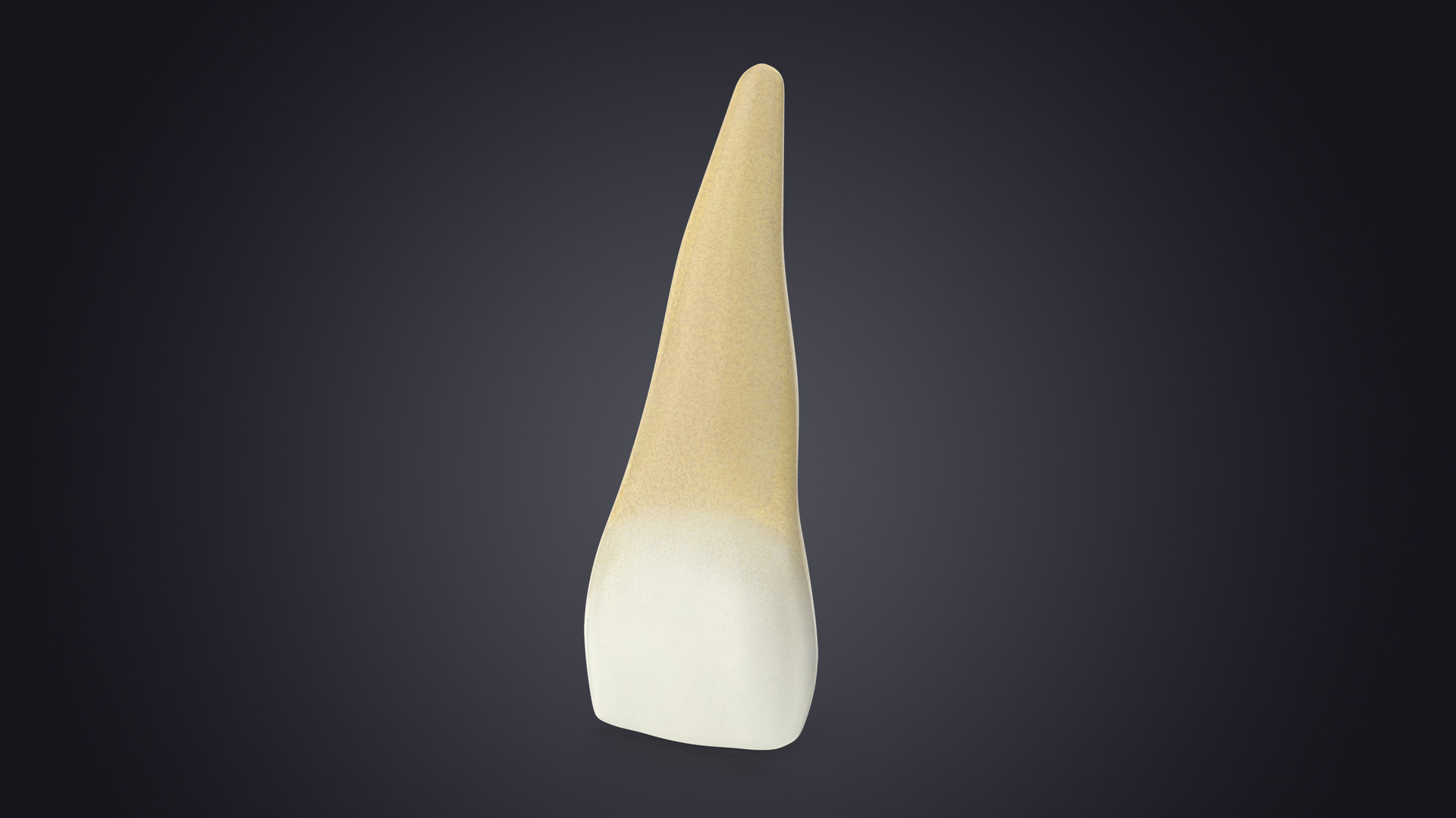 Human upper central incisor 3D - TurboSquid 1510796
