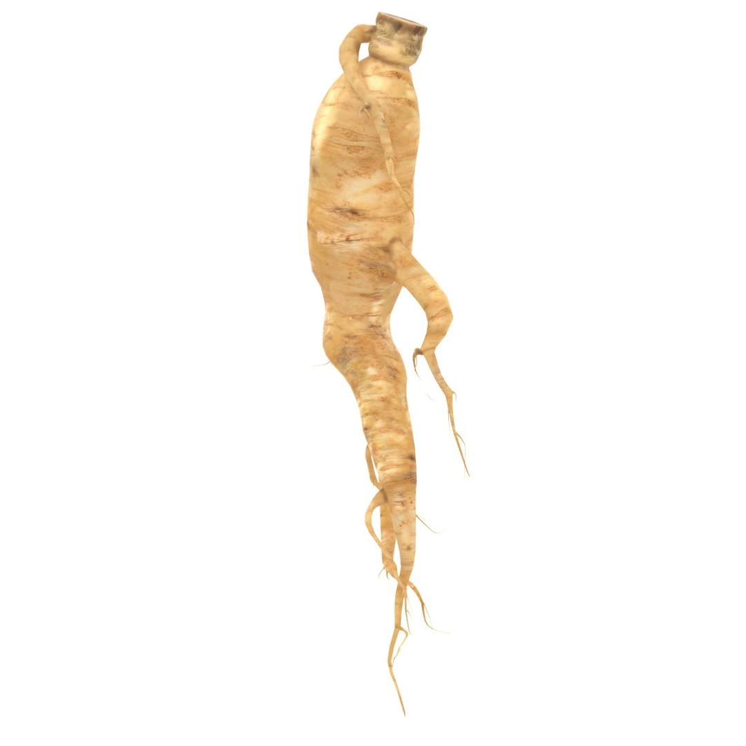 Ginseng root 3D - TurboSquid 1511030