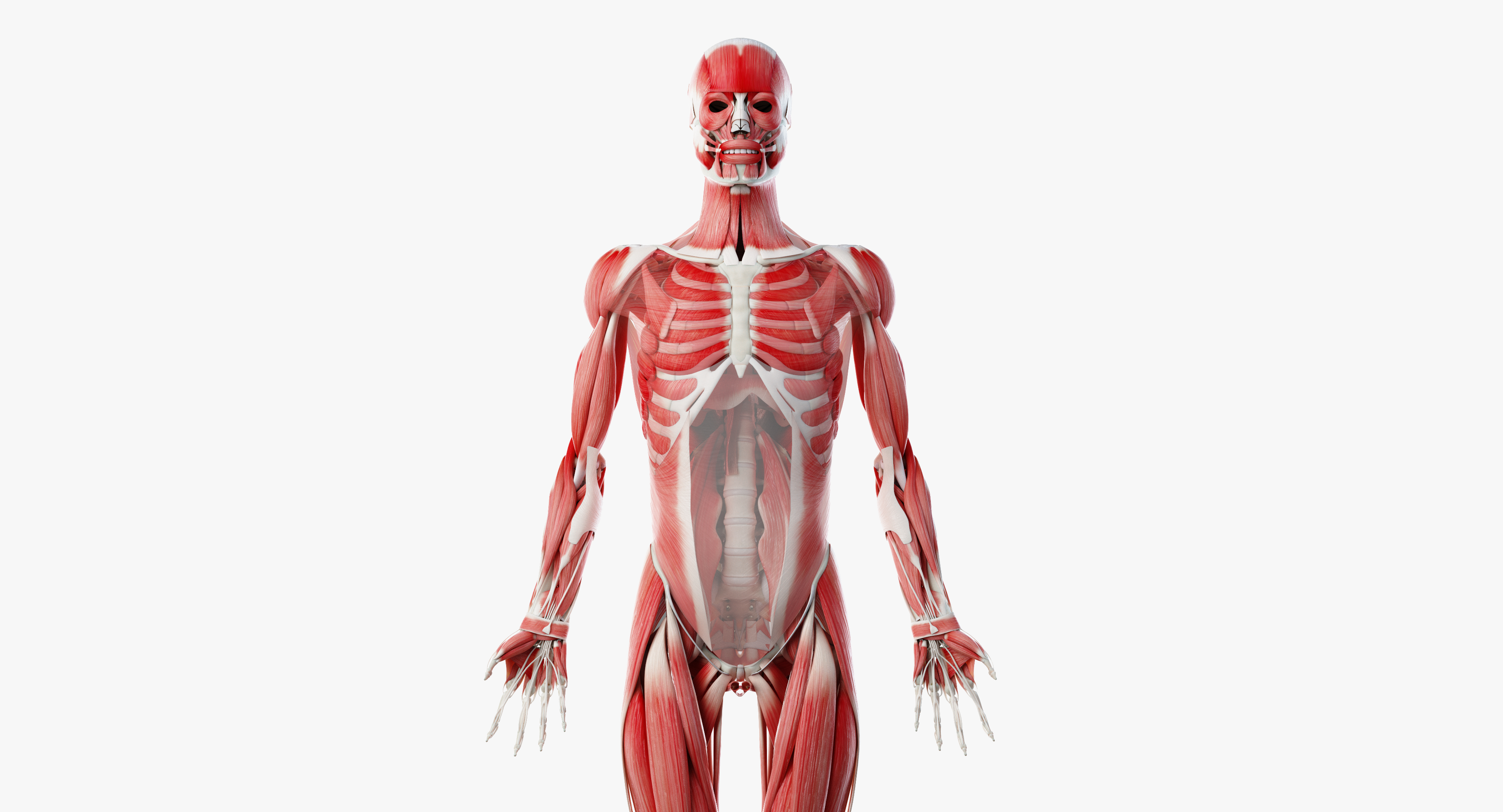 3D model skin male skeleton muscles - TurboSquid 1511072