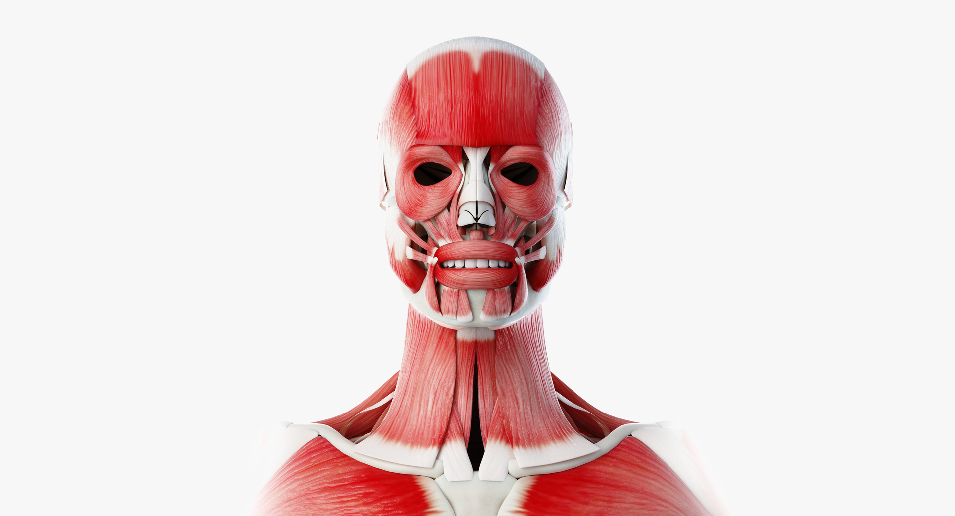 3D skin male skeleton muscles - TurboSquid 1511166