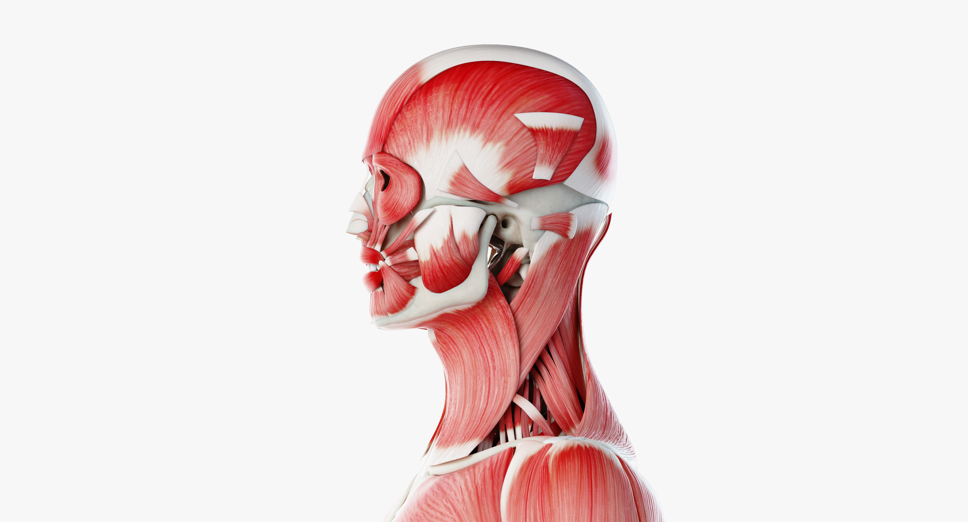 3D model skin male skeleton muscles - TurboSquid 1511072