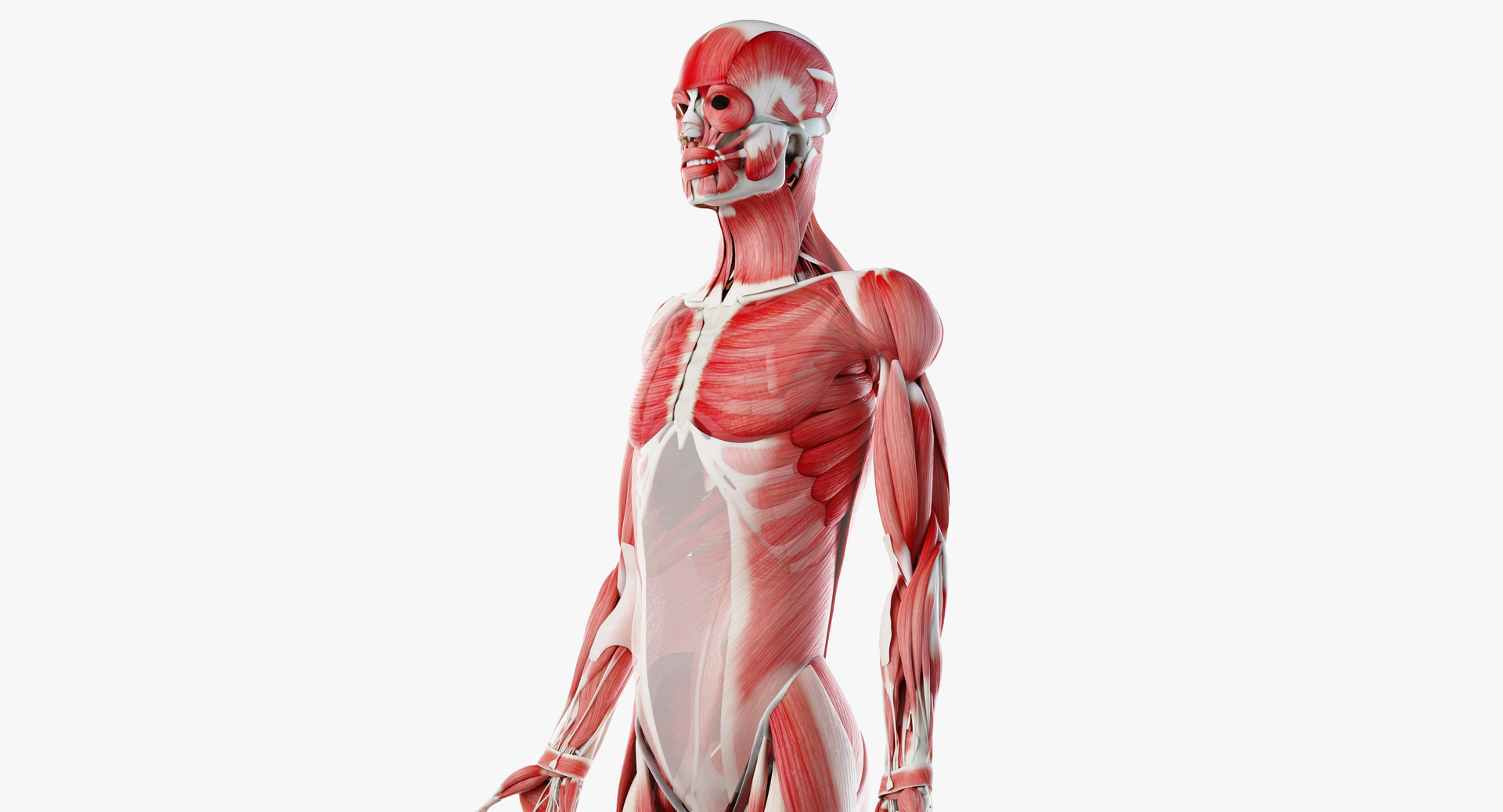 3D model skin male skeleton muscles - TurboSquid 1511072