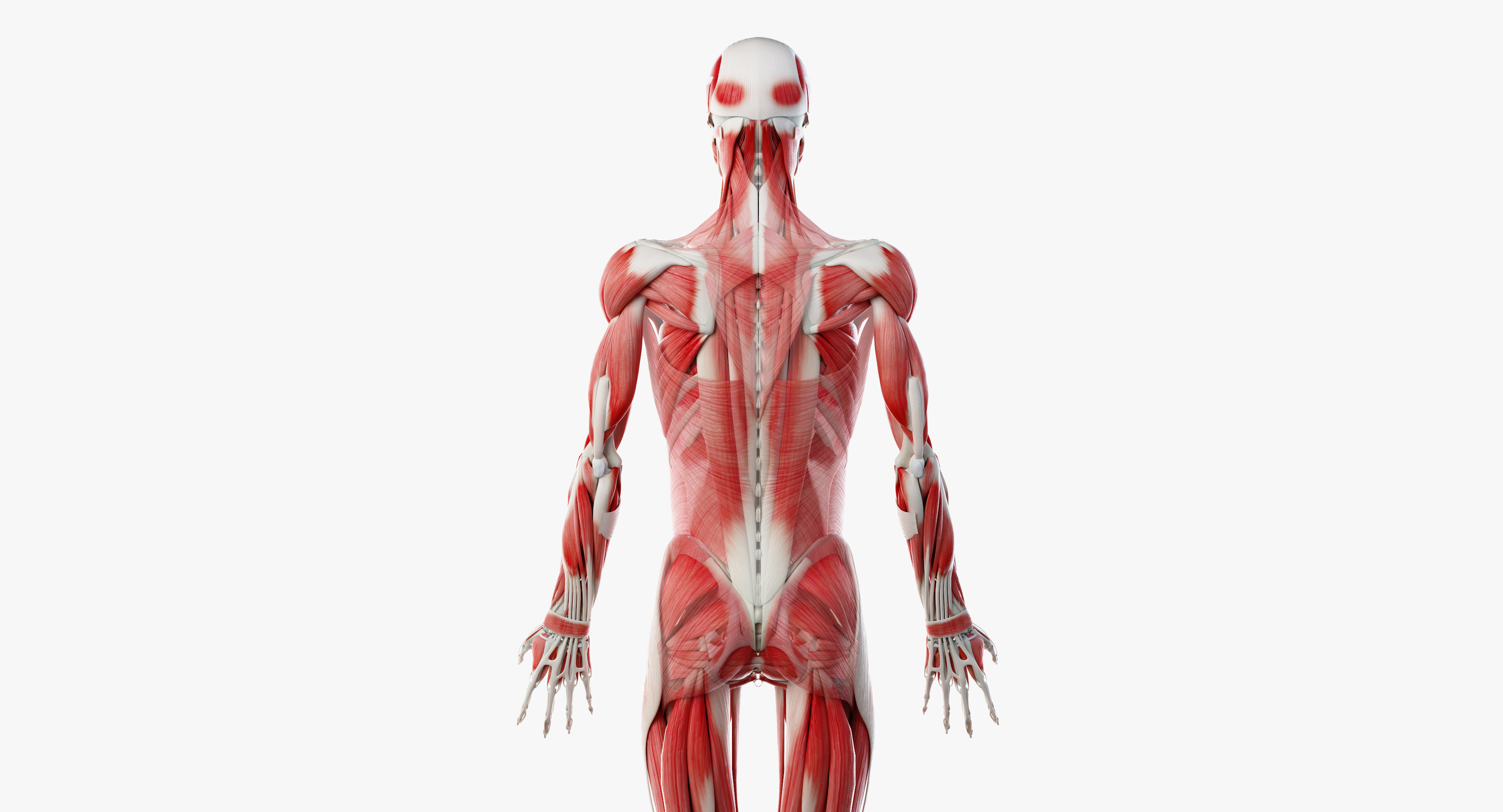 3D skin male skeleton muscles - TurboSquid 1511166