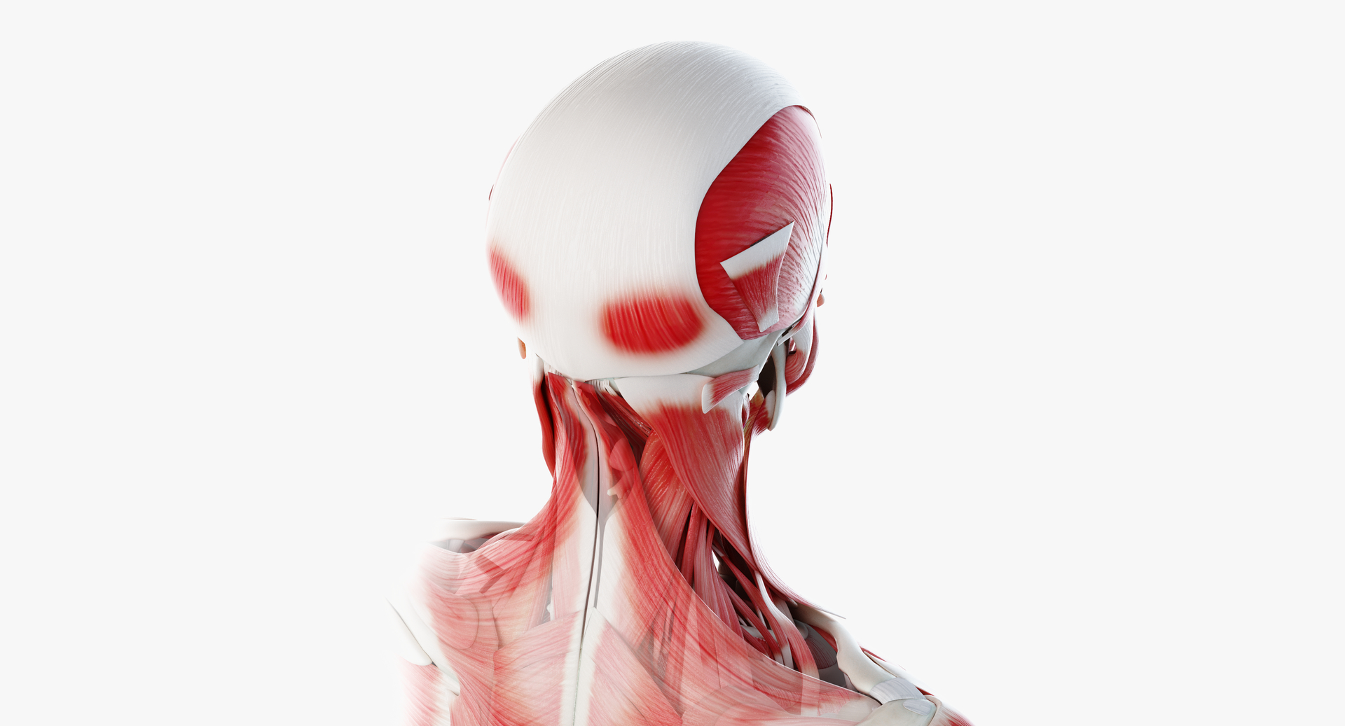 3D model skin male skeleton muscles - TurboSquid 1511072