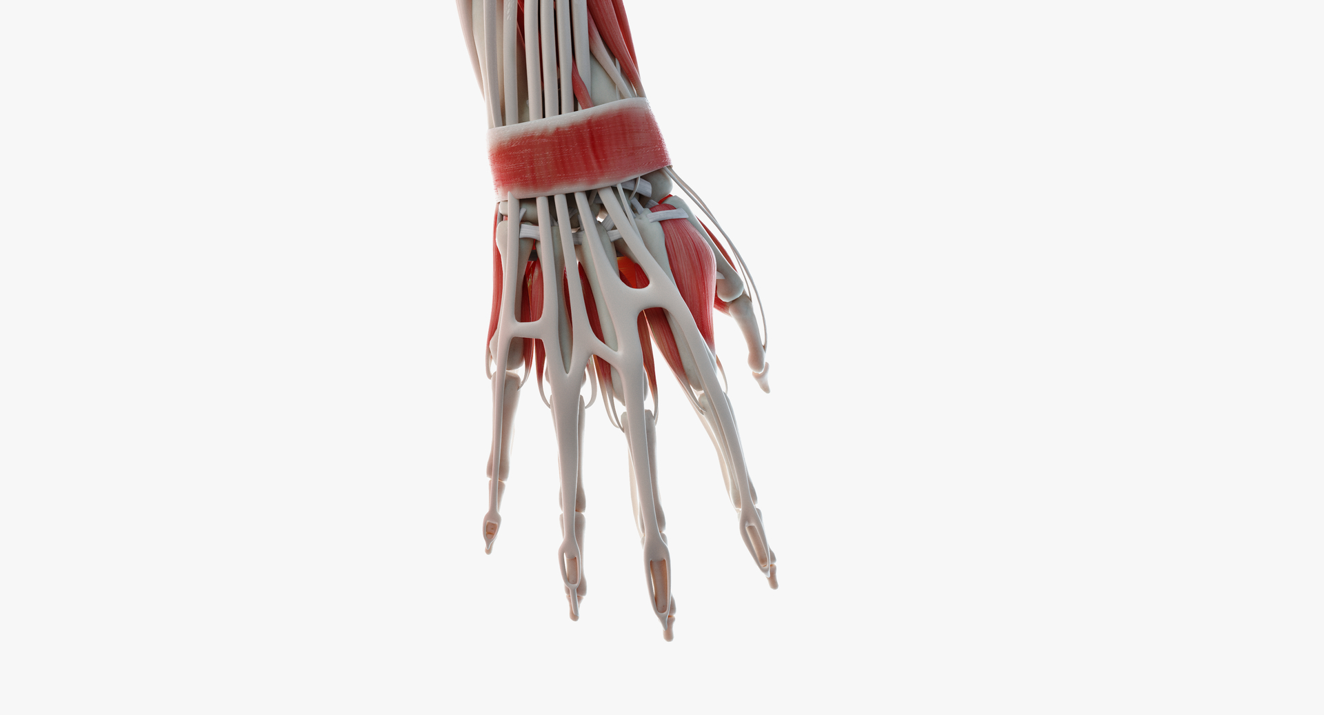 3D model skin male skeleton muscles - TurboSquid 1511072