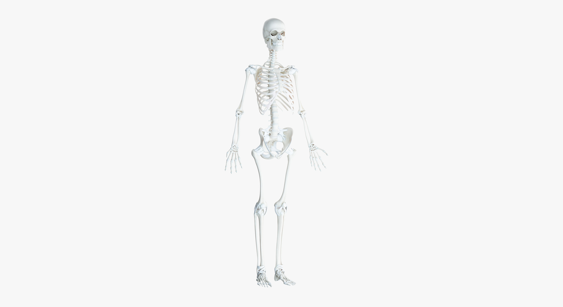 3D skin female skeleton muscles - TurboSquid 1511218