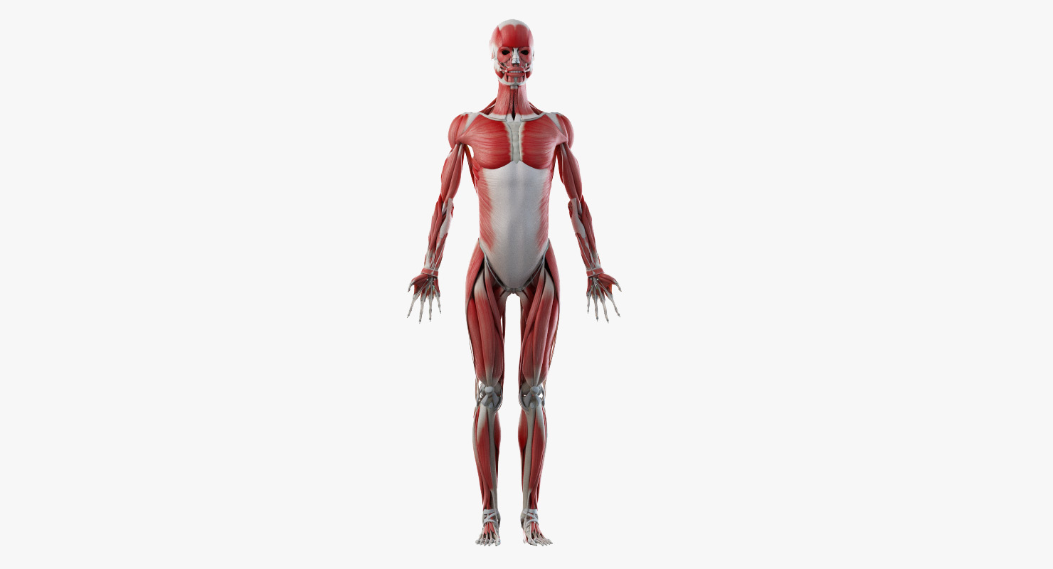 3D skin female skeleton muscles - TurboSquid 1511218
