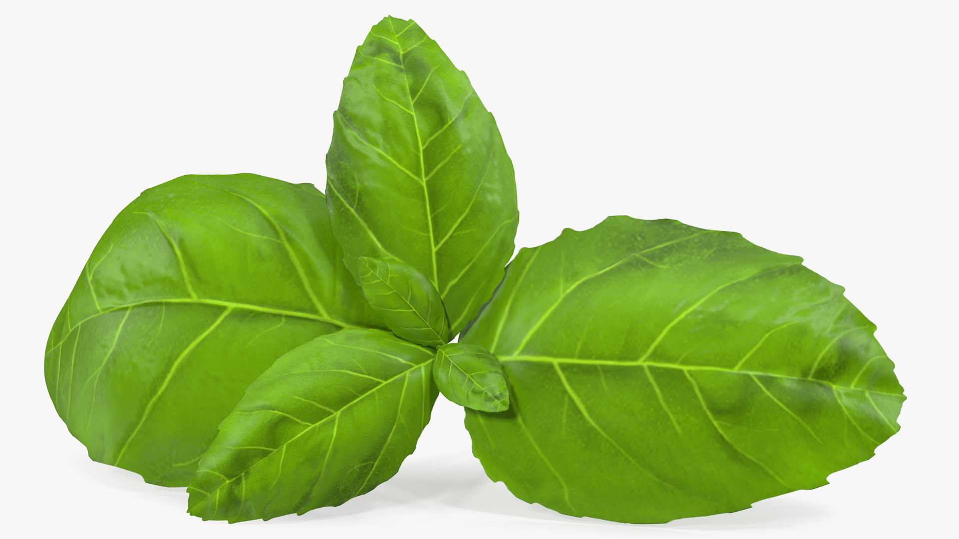 Fresh basil leafs 3D - TurboSquid 1511324