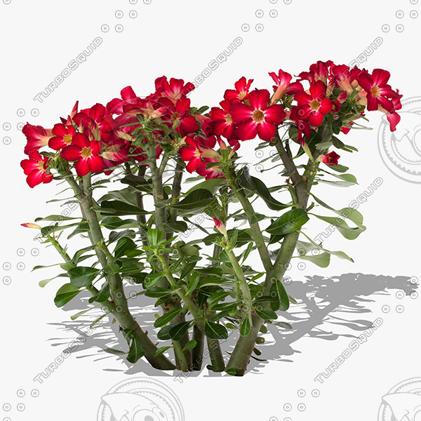 Texture TIFF Flower Plant tree