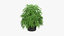 3D marijuana plant pot - TurboSquid 1511499