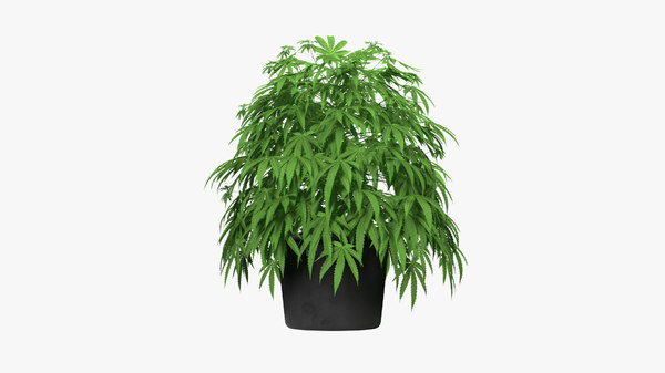 3D marijuana plant pot - TurboSquid 1511499
